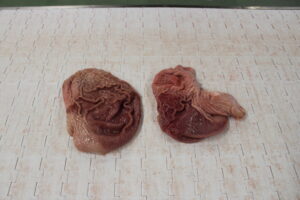 Stomach – VRC Meat Med